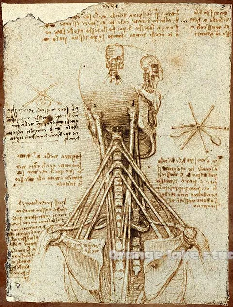 Da Vinci Manuscript Vintage Dissection Painting Pure Cotton Canvas Wall ...