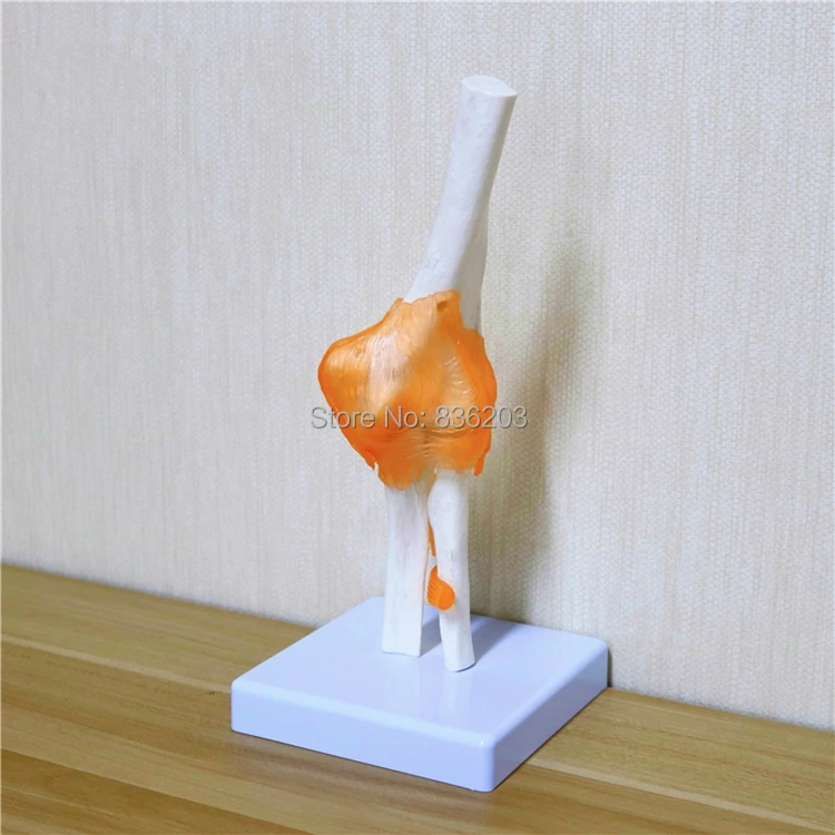 Human life size elbow joint traumatic pistol skeleton trauma medical ...