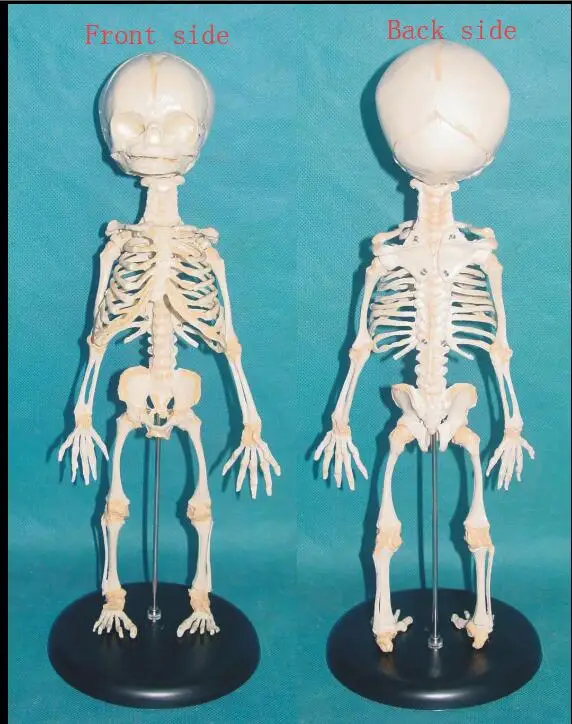 Human-New-Born-One-Head-Baby-Anatomy-Skull-Skeleton-Anatomical-Brain ...