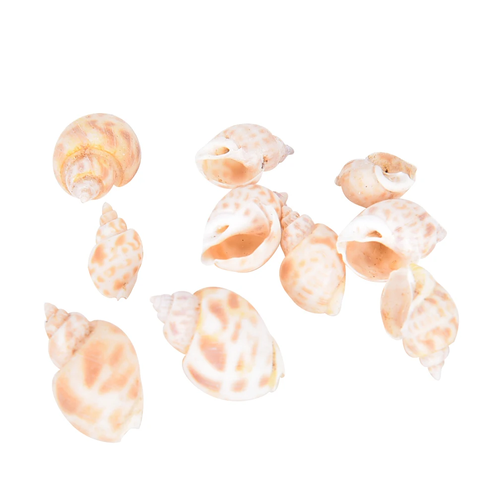 Conchas de mar mezcladas de playa Natural, concha de playa, Decoración ...