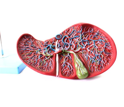 Liver Model Labeled