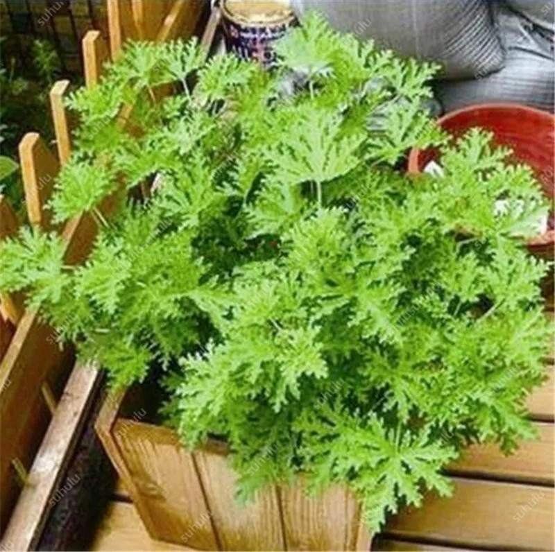 Big sale! 1000 Pcs Mosquito Repelling Grass bonsai Mosquito Killer ...