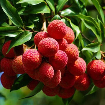 10pcs outdoor Succulent Plants litchi seeds, Fresh Lychee Lychy Litchi ...