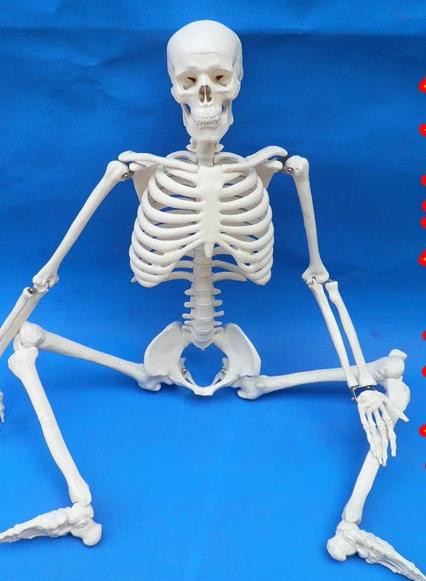 free shipping New arrival 85cm human skeleton model human model pvc ...