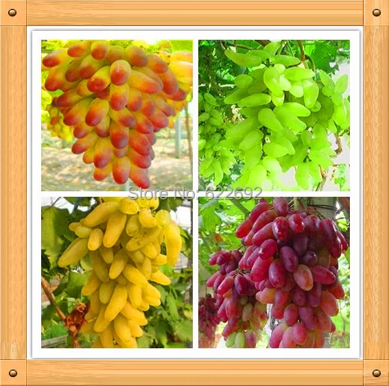 Senior-Courtyard-Plants-Delicious-Fruit-Gold-Finger-Grape-Seeds-4-Kinds ...