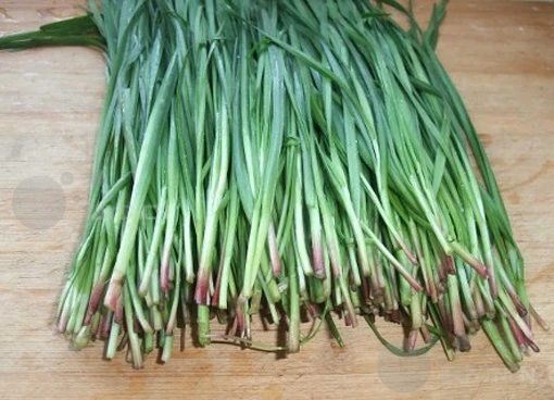Garlic Chives Roots