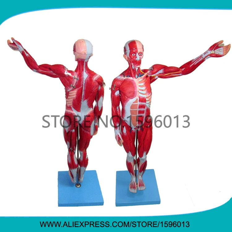 Muscle Man Model Anatomy