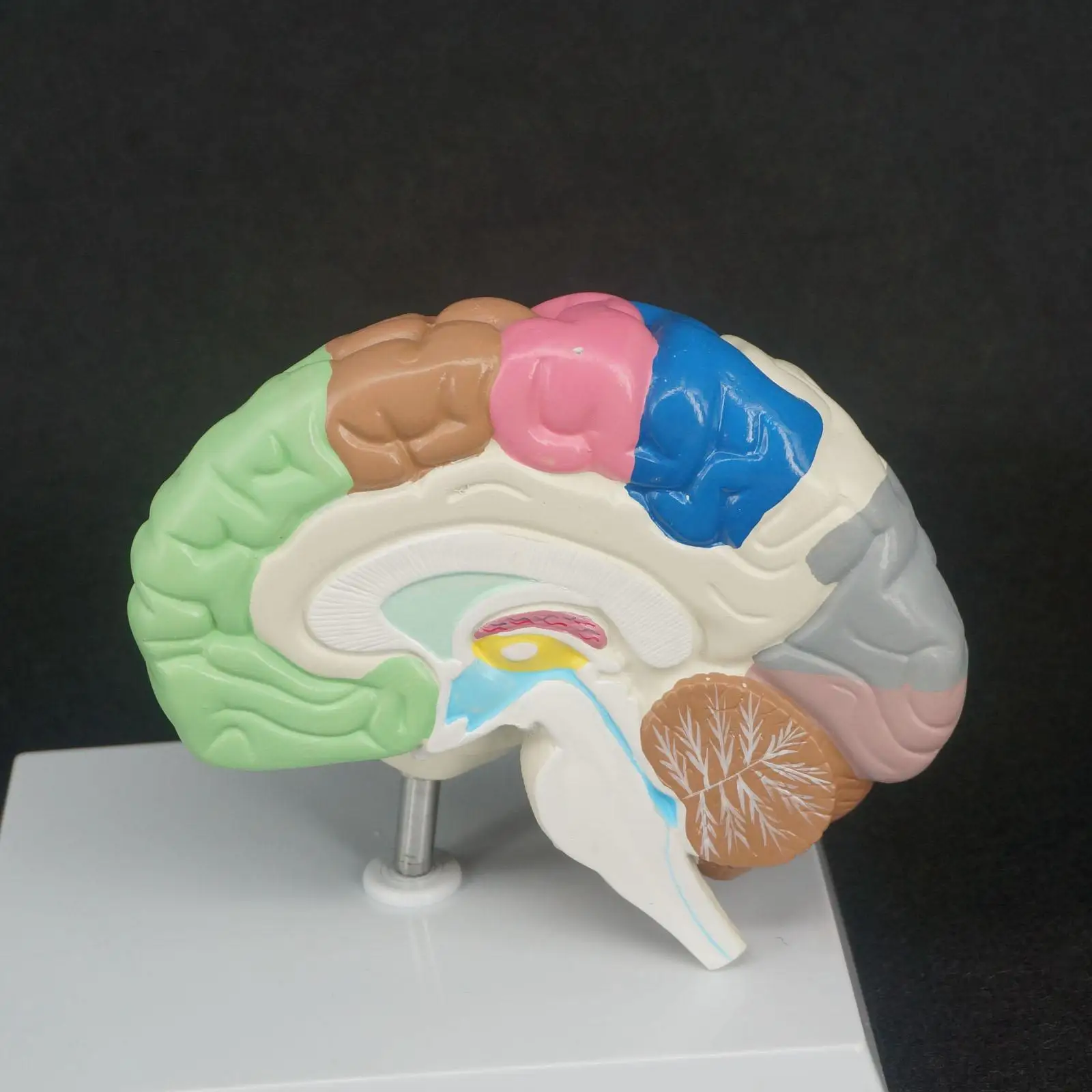 PVC Color Human Brain Domain Anatomy Anatomical Model Right Brain ...