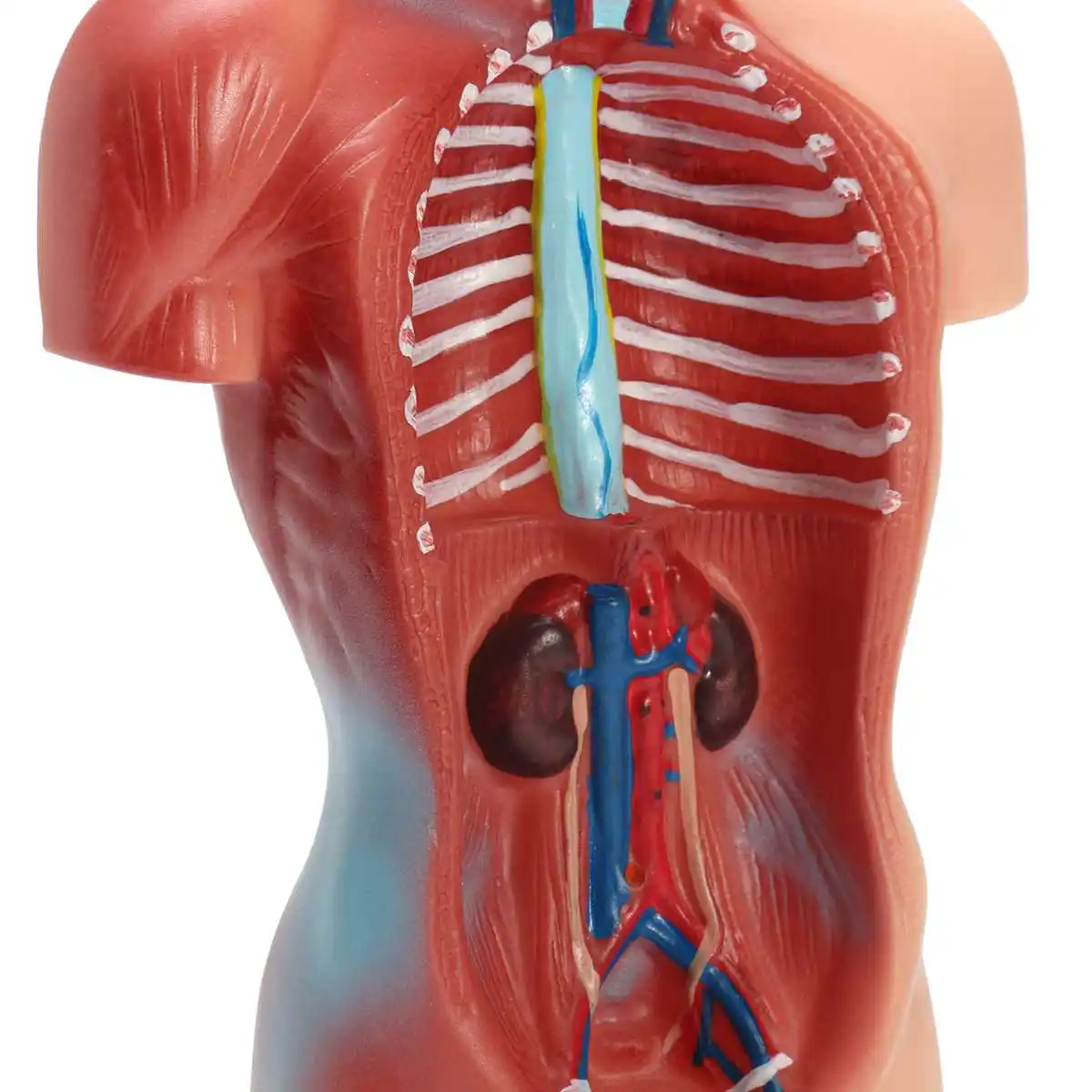 Human Torso Body Model Anatomy Anatomical Medical Internal Organs For ...