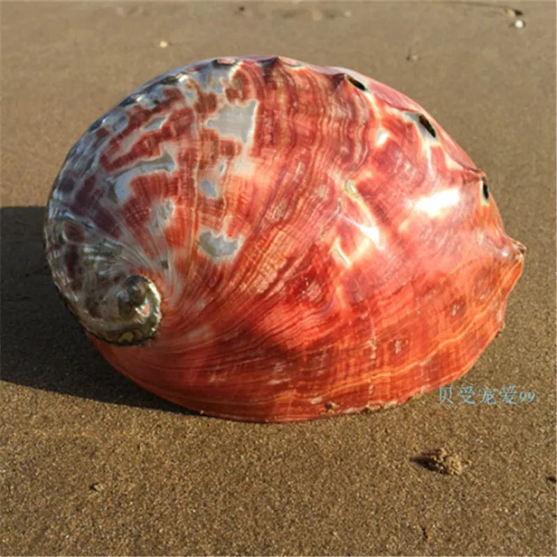 Natural conch shells imported rare big red abalone shell 16 17 cm ...