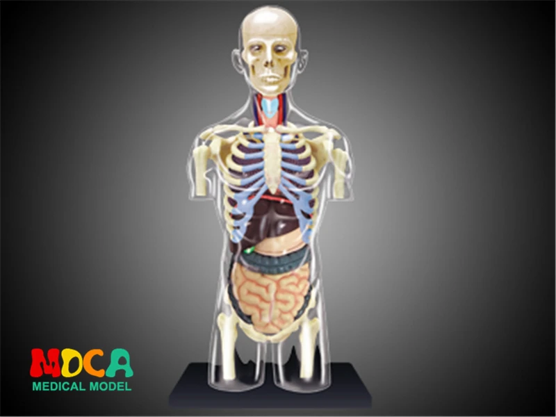 4D Science Assemble Blocks Human Body Zombie Skeleton Lung mkd3 Skin ...