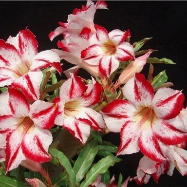 Rare Color Desert Rose Seeds, Adenium Obesum, 5pcs/pack – GreenSeedGarden