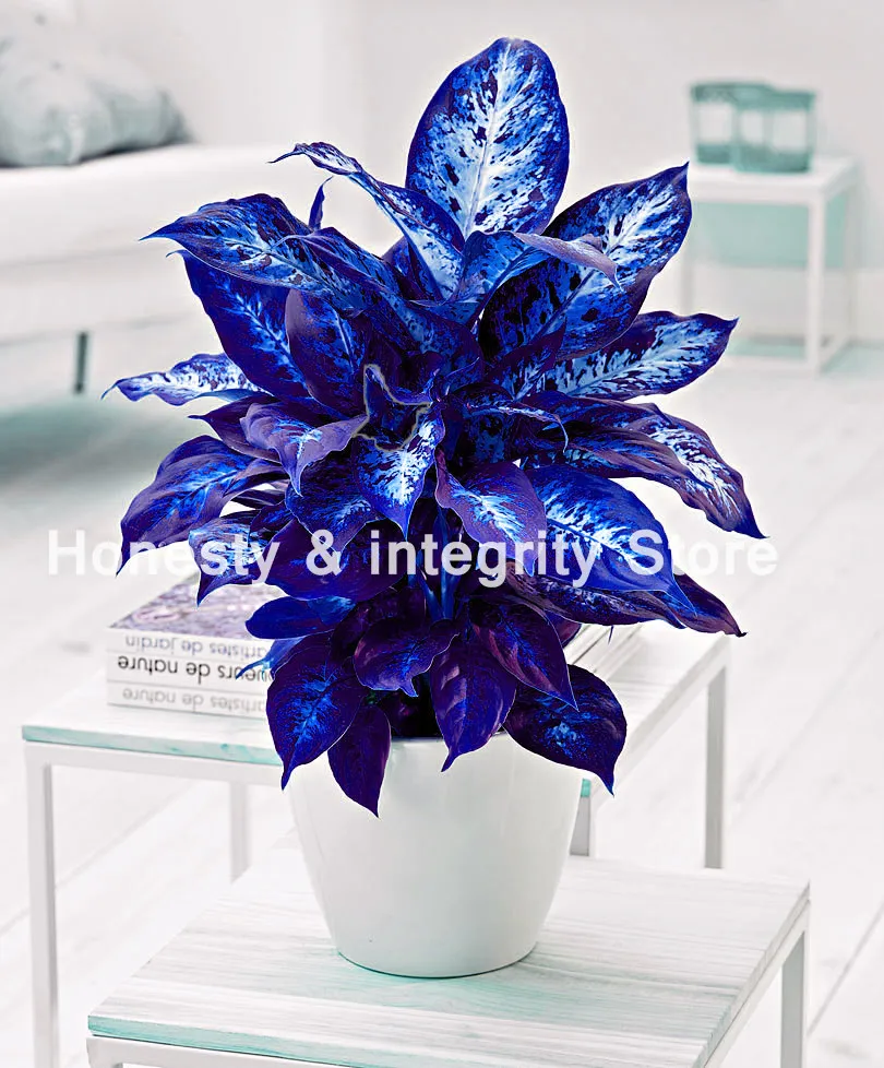 100 Pcs Dieffenbachia Bonsai Dwarf Ornamental Bonsai Dieffenbachia Tree ...