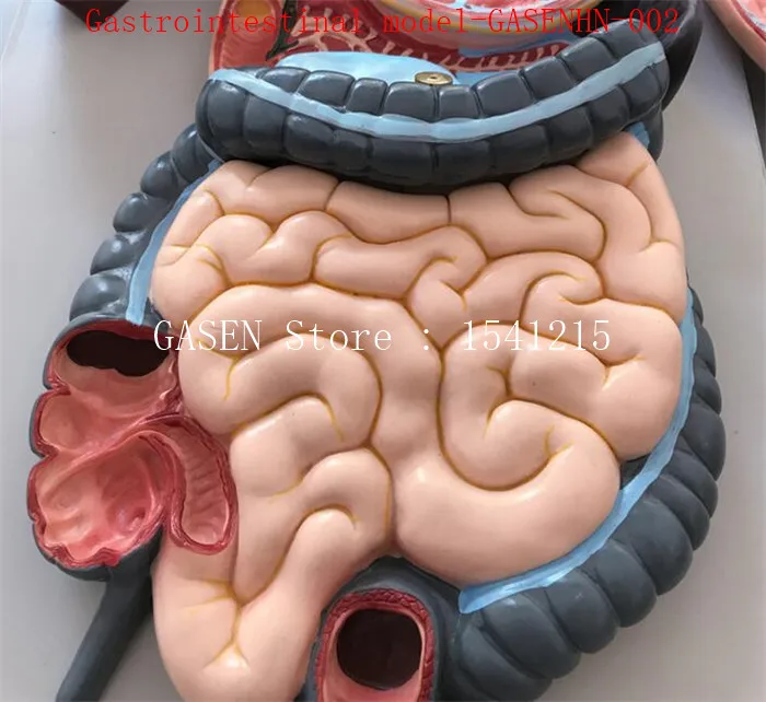 Human digestive system model structure esophagus Gastrointestinal Road ...