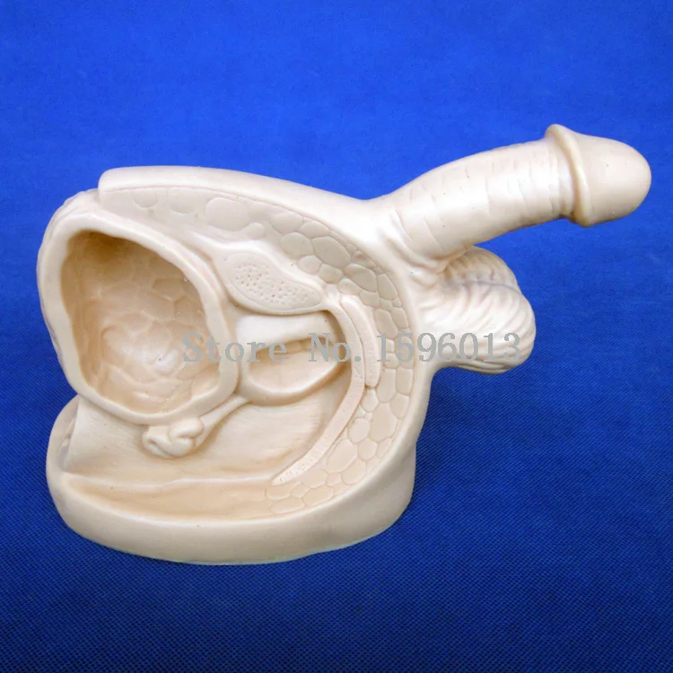 Male Urethral Catheterization Simulatoradvanced Male Internal And External Genital Organs Model