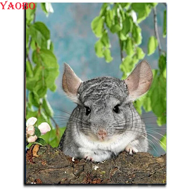 Chinchilla Size