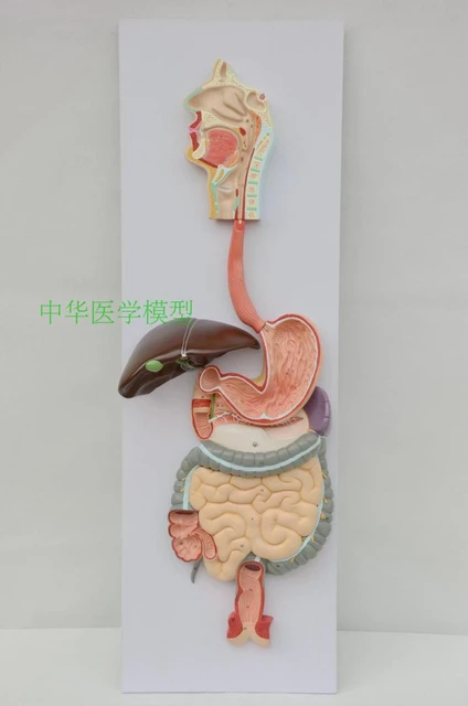 Project On The Stomach
