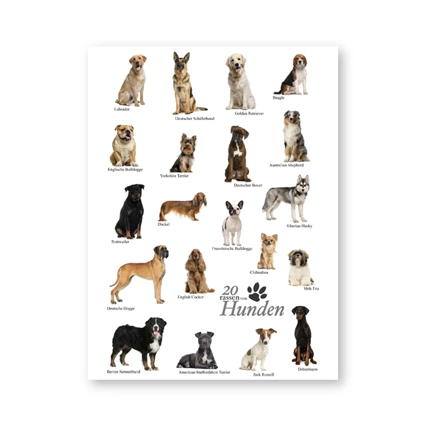 Kinds Of Dogs Chart