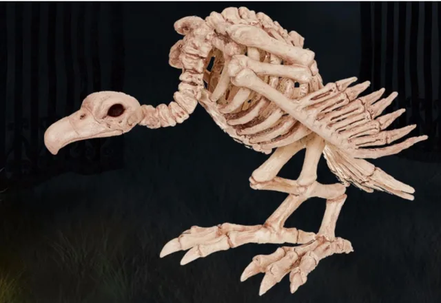 Durable simulation animal skeleton model Vulture Bird skeleton Bone for ...