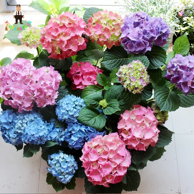 Rare Yellow Hydrangea Plants Mixed Hydrangea Flowers – Katonia House