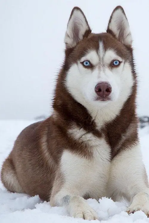 5D Diy Diamond Painting Dog Animals A Series Of Husky Kits Diamond ...