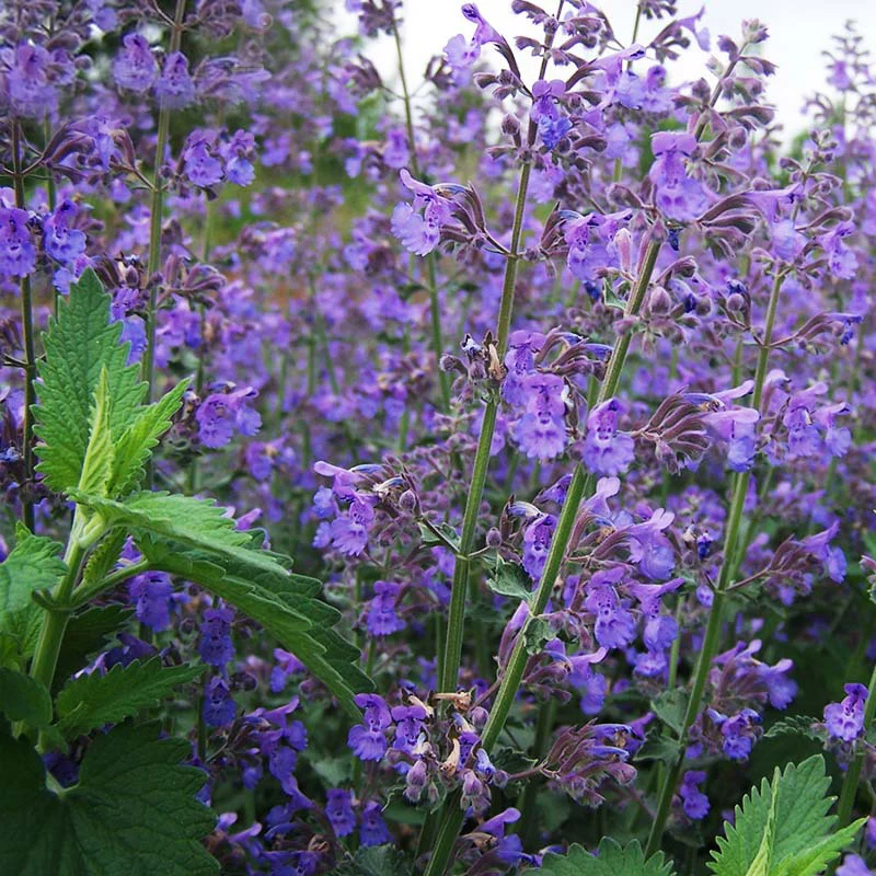 200-pcs-rare-plant-cat-mint-vegetable-seeds-balcony-potted-mint
