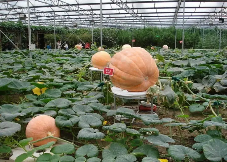Giant-pumpkin-seed-giant-pumpkin-space-breeding-super-hybrid-fruit-of ...