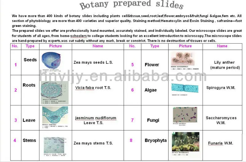 Allium Cepa Slide