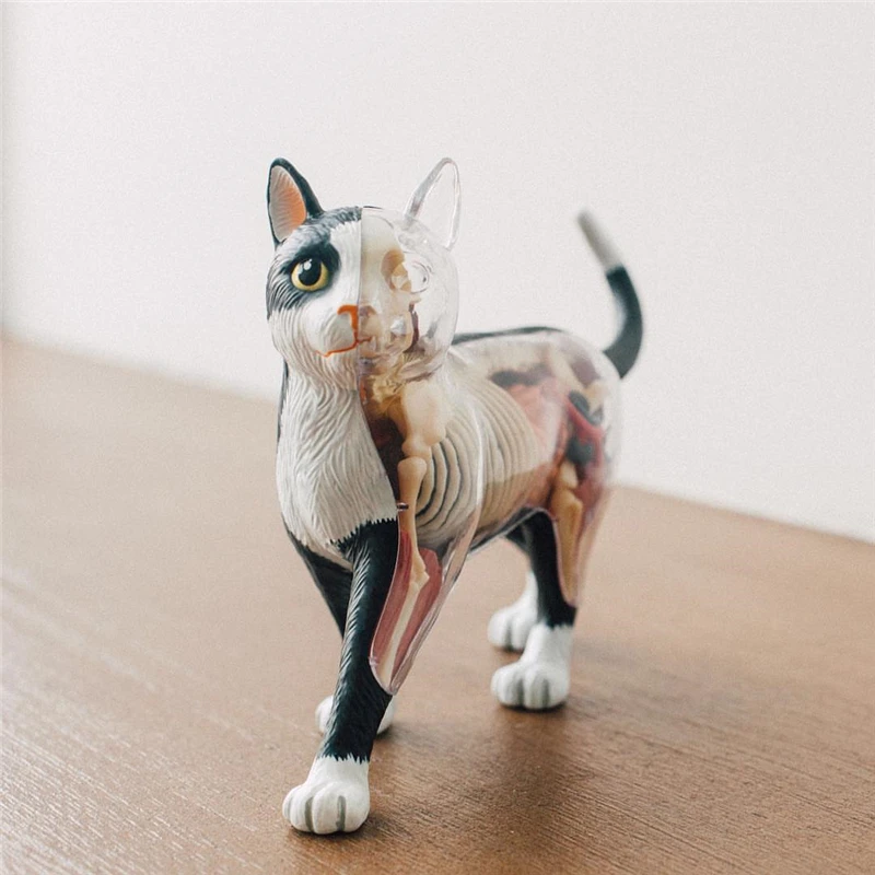4d Black And White Cat Intelligence Assembling Toy Animal Organ Anatomy ...