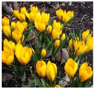 1 pc Saffron Bulb ,Saffron Flower Bulb ,Saffron Crocus Bulb , 1 bulb/pack