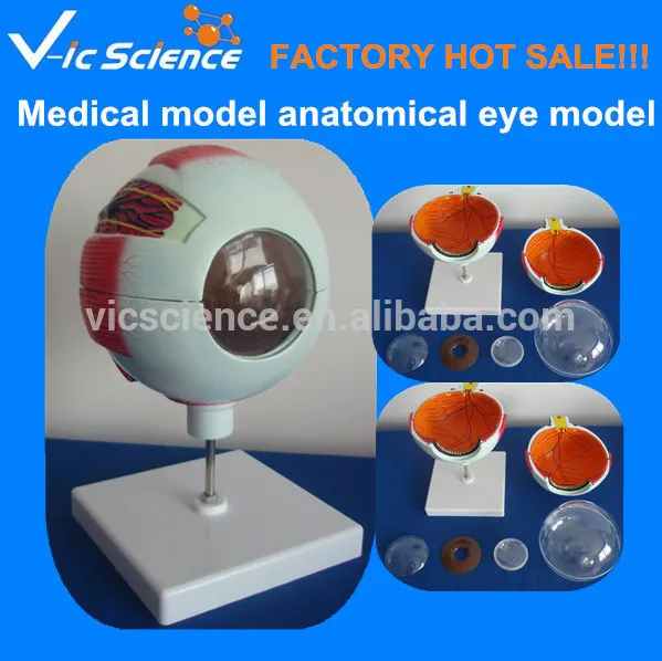 100% Factory Medical Model Human Eye Model Enlarged Eye Anatomy Model ...