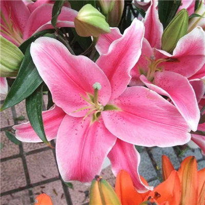 Rare Multi-Color Lily Flower Seeds 100pcs/pack – GreenSeedGarden