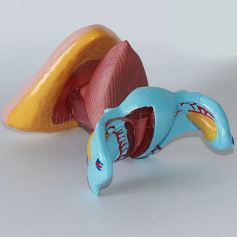 Interne-und-externe-genitalien-Anatomisches-modell-Uterus-Ovarian ...