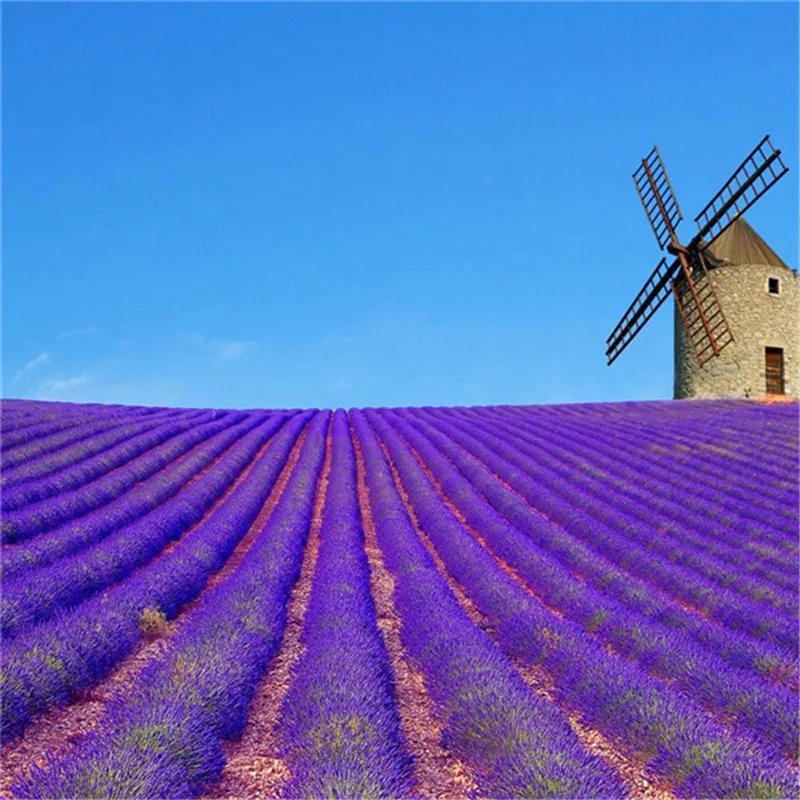 Botanic Manic’s Italian Lavender Seeds 100 Ct. – Botanic Manic's