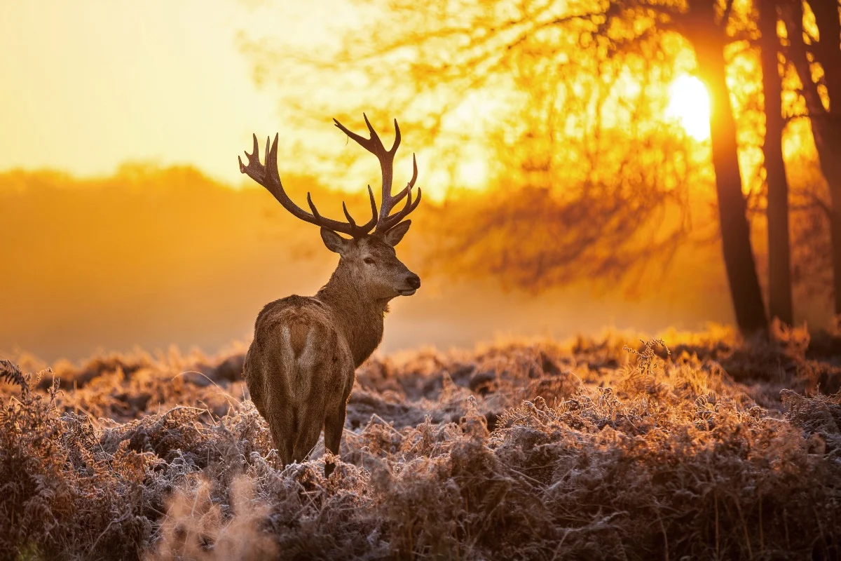 Aliexpress.com: Koop Rendier lichten boom wild dier herfst seizoen ...