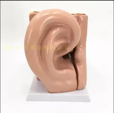 Mod-le-d-anatomie-de-l-oreille-humaine-5-fois-le-grossissement ...