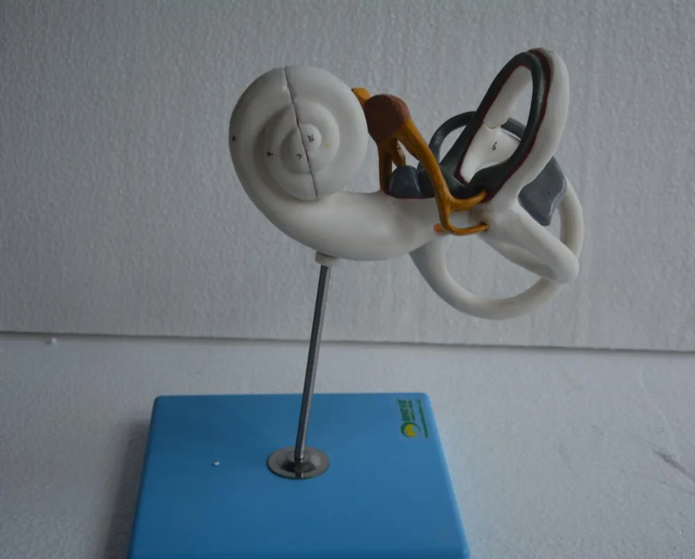 Magnify Human Anatomical Labyrinth Of The Inner Ear Anatomy Model 70 ...