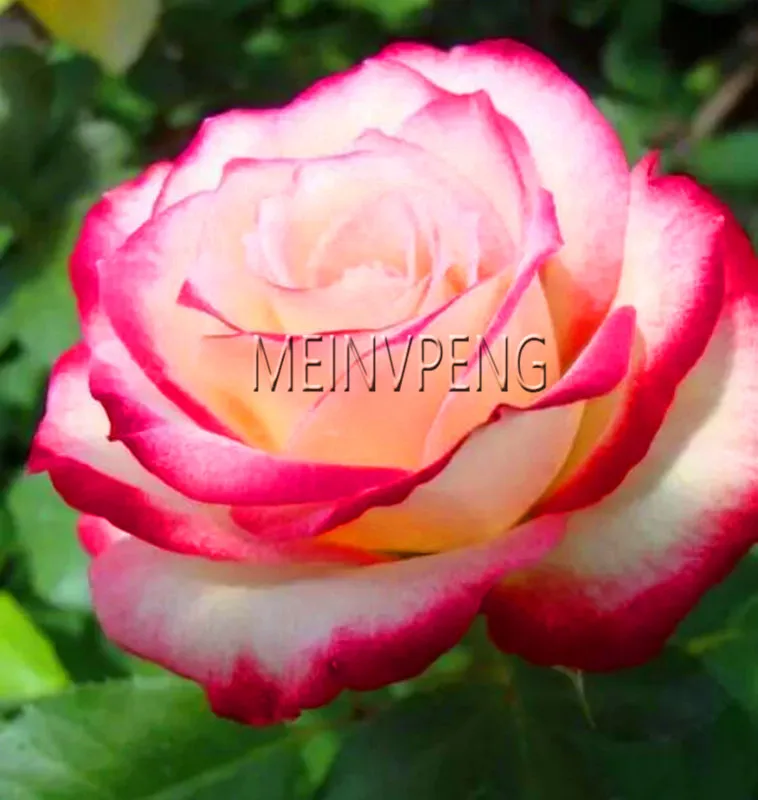 Sale!rare Holland Rainbow Rose Bonsai Flower Home Garden In - Best ...