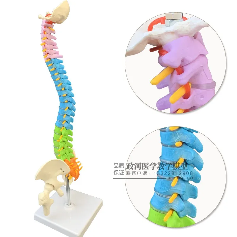 1-1-modello-di-scheletro-della-colonna-vertebrale-umana-esercizi ...