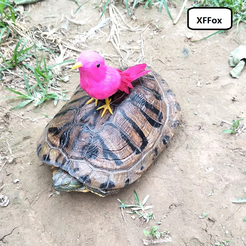Real Pink Turtles