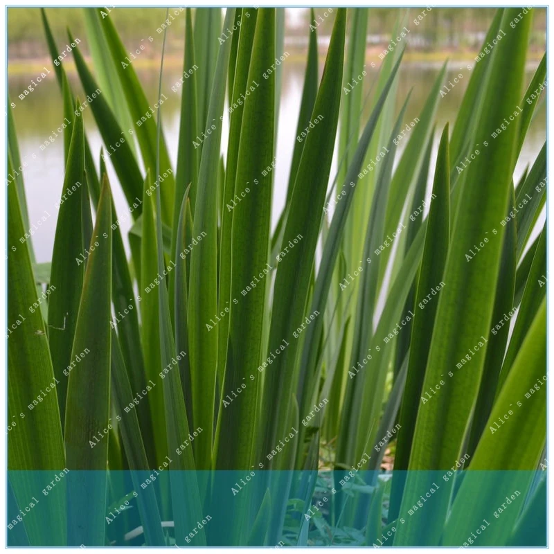 ZLKING 100PCS Buy Acorus Tatarinowii Herb Semente Plant Calamus For Shi ...