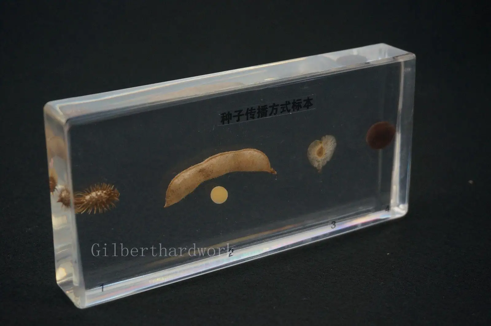 4-Kinds-Of-Seed-Specimens-In-Clear-Lucite-Block-Educational-Instrument ...