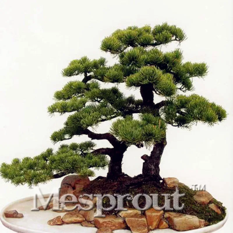 30Pcs Japanese Red Cedar Cryptomeria japonica Sugi Tree Seeds - Pure Bonsai