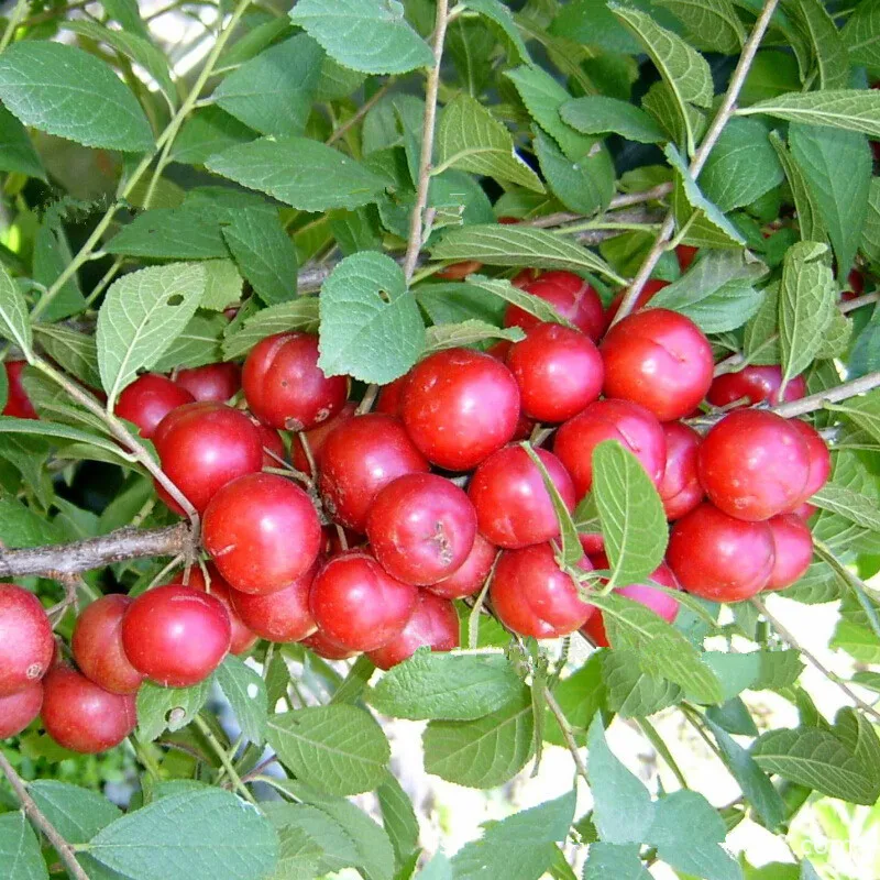 Popular Chinese Cherry Trees-Buy Cheap Chinese Cherry Trees lots from ...