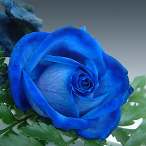 China Rare Dark Blue Rose Flower Blue Climbing Roses Seeds Flower Bag ...
