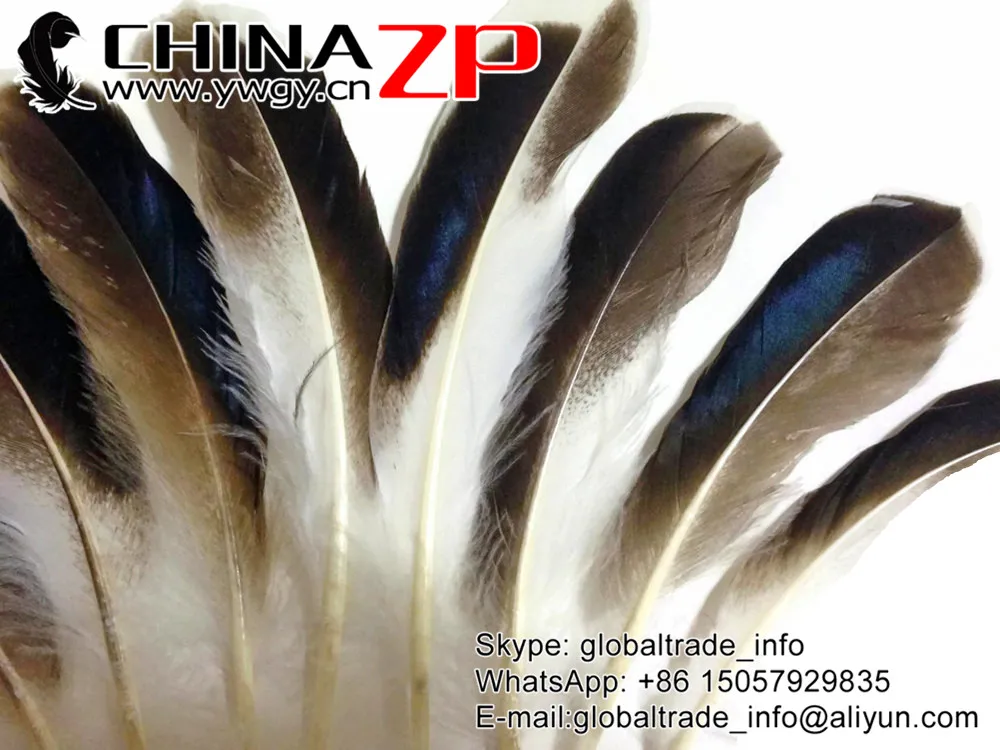 Mallard Tail Feather