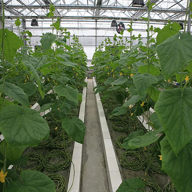 100 pcs Seeds Rare Black Cucumber – GreenSeedGarden