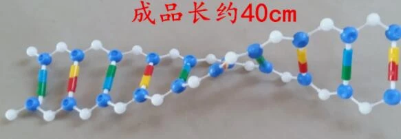 Dna Double Helix Model Pipe Cleaners