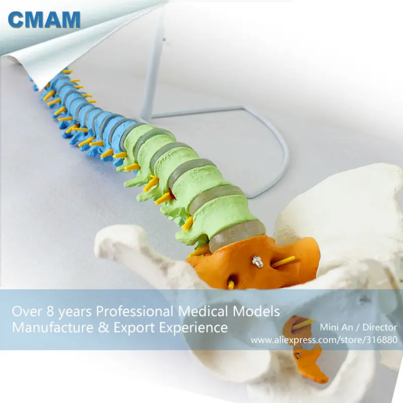12373 CMAM SPINE02 Human Full Size Color Didactic Spine Model, Spine ...