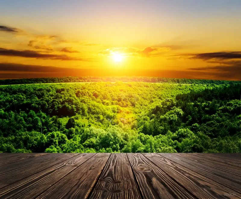 Photography backdrops first rays of the morning sun forest vinyl ...